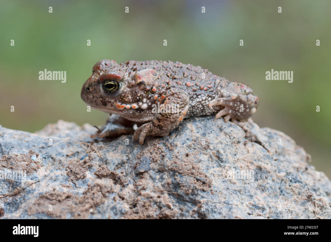 frog toad shine shines bright lucent light serene luminous macro close ...