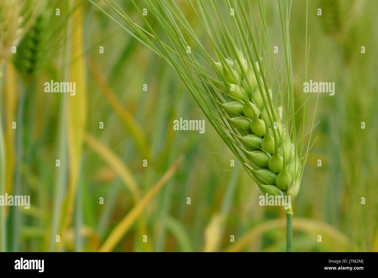 Barley ear hi-res stock photography and images - Alamy