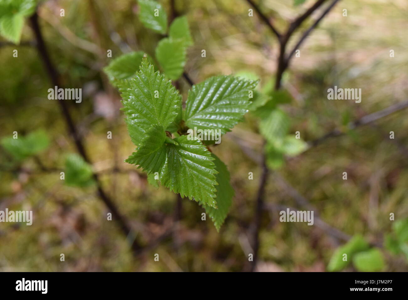 Shiny leaves hi-res stock photography and images - Alamy
