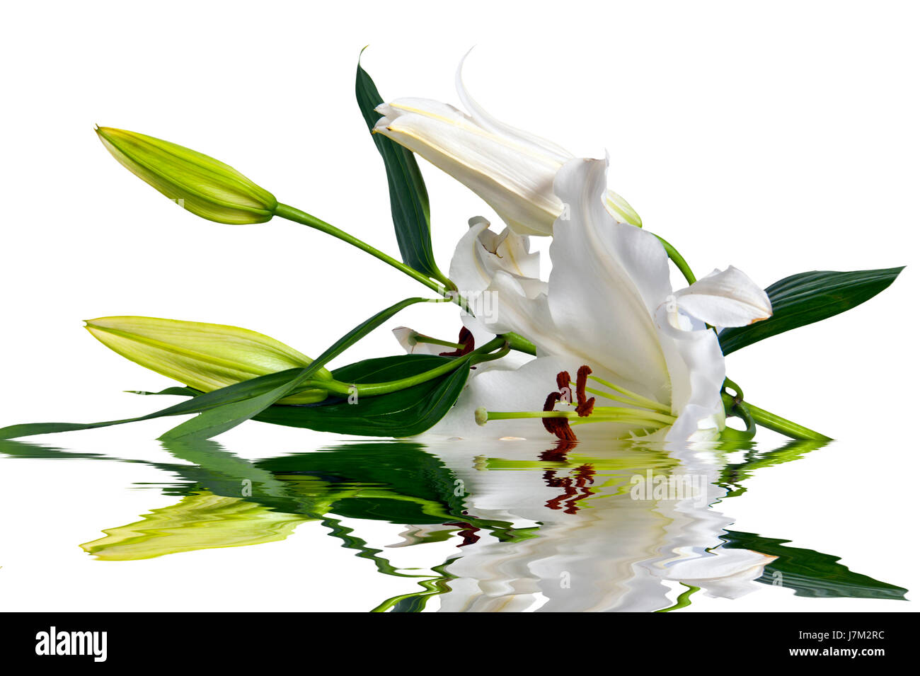 isolated flower plant summer summerly lilies botanical backdrop ...