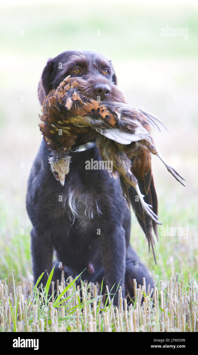 Dog breeds zoology mammal mammals hi-res stock photography and images ...