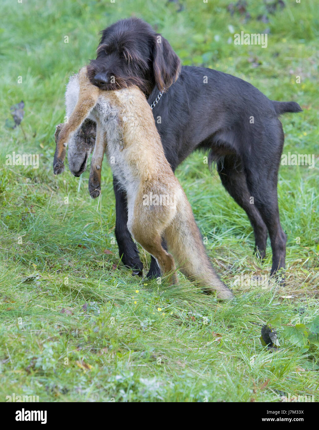 Dog breeds zoology mammal mammals hi-res stock photography and images ...