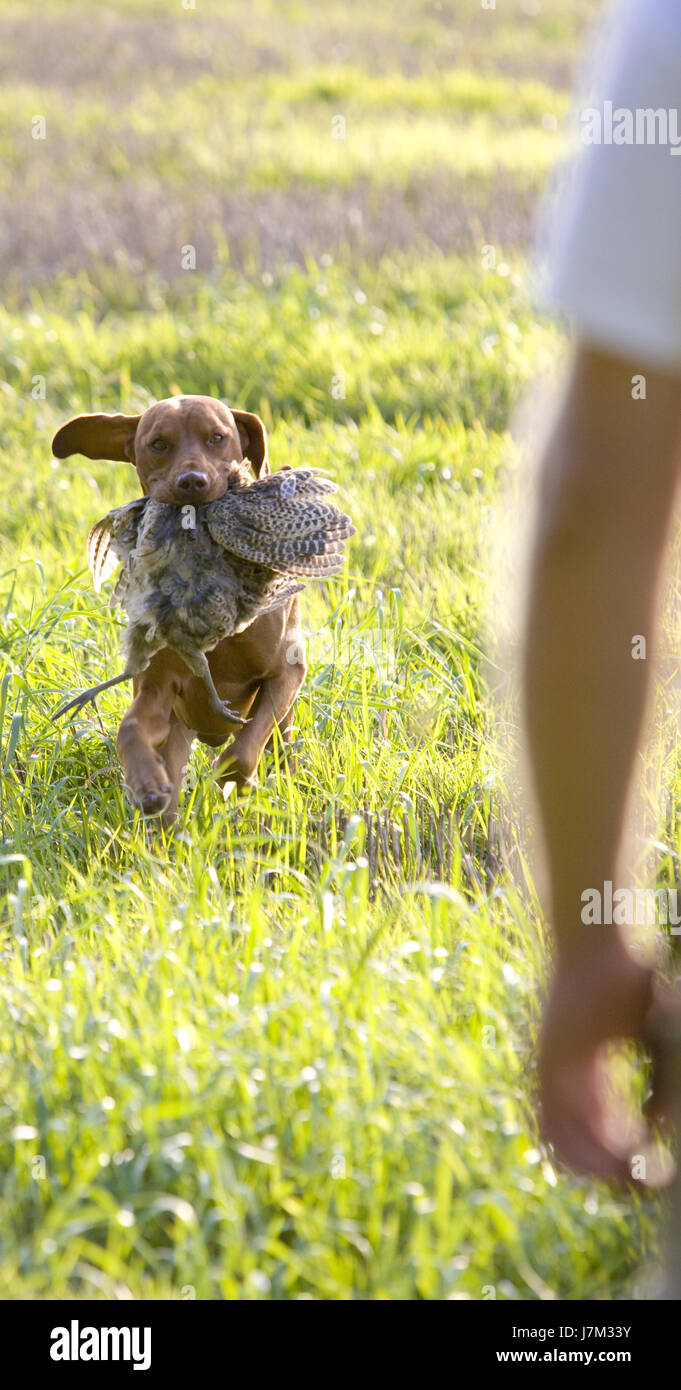 dog hunting chase animal pet mammal fauna animals hunter pets dog dogs ...