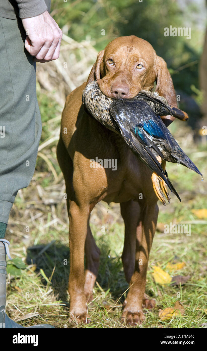 dog hunting chase animal pet mammal fauna animals hunter pets dog dogs ...