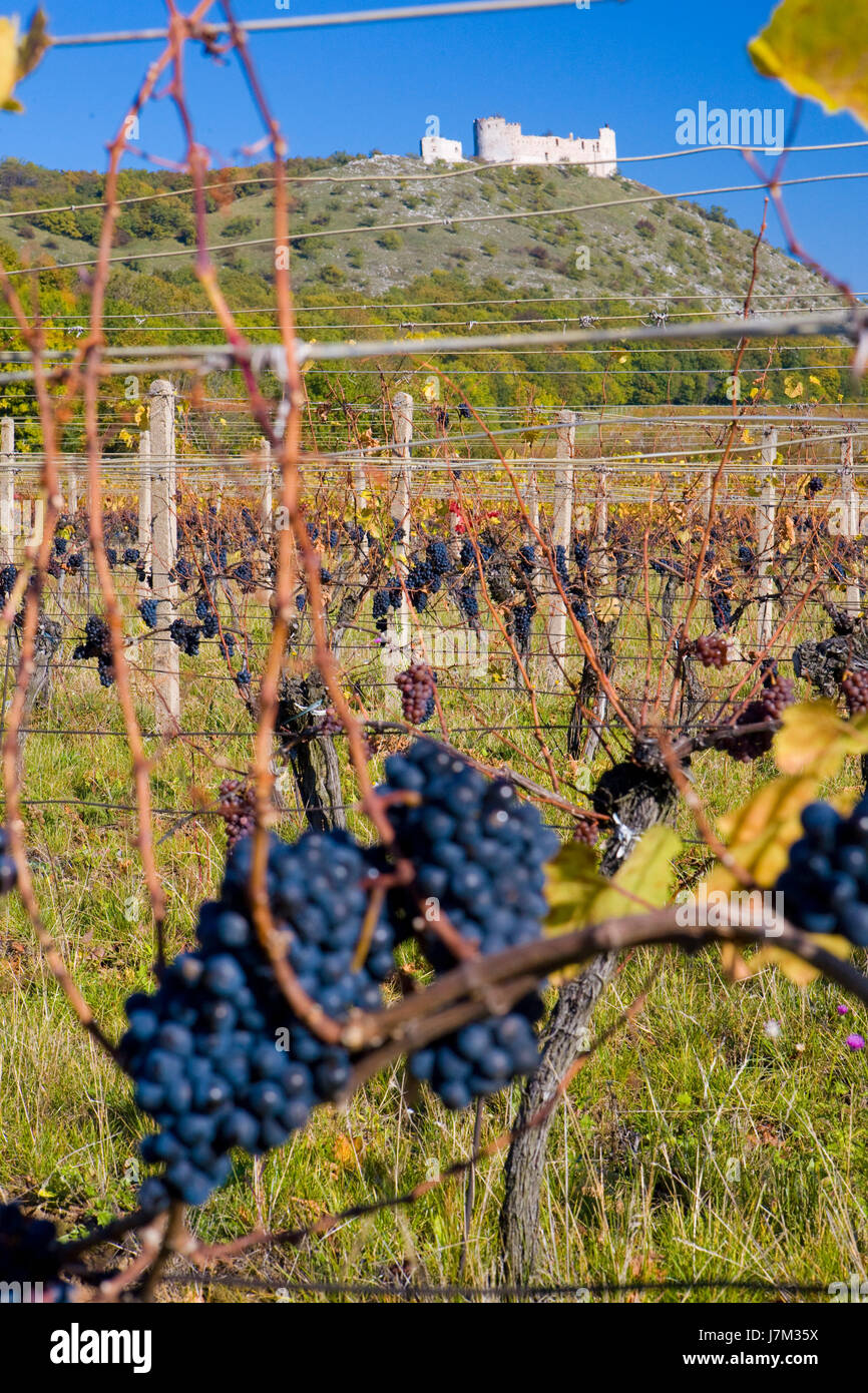 Historic grape harvest hi-res stock photography and images - Alamy