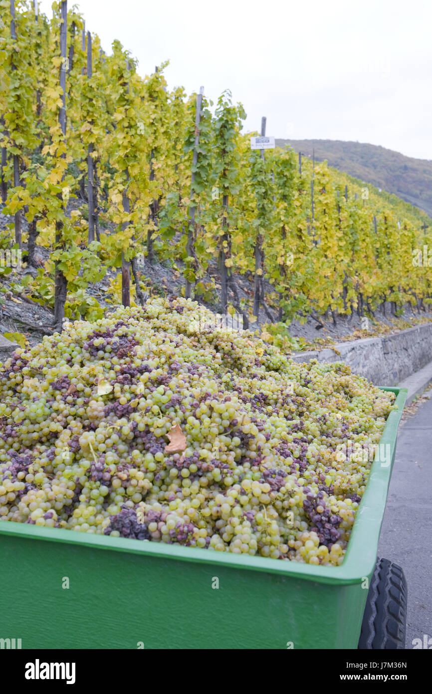 wine harvest grape agriculture farming wine vineyards europe grapes ...