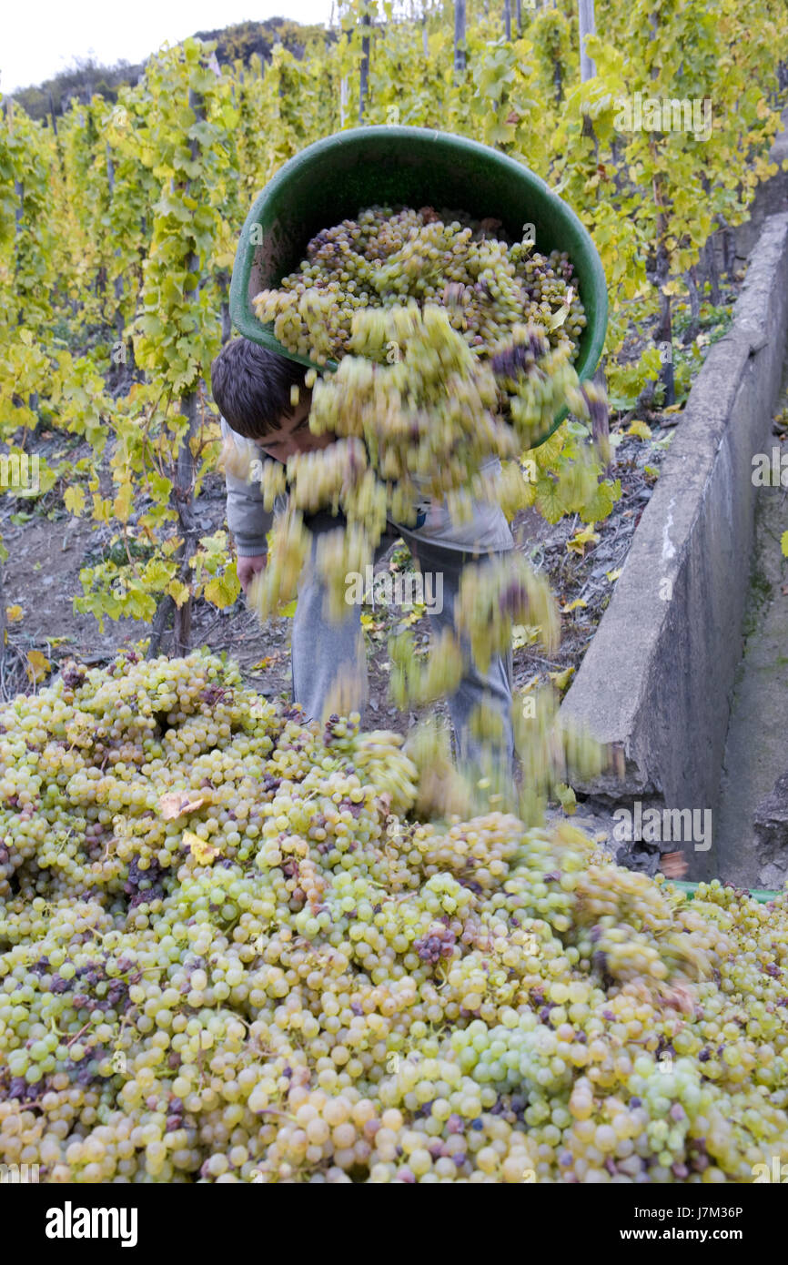 Vinedressers hi-res stock photography and images - Alamy