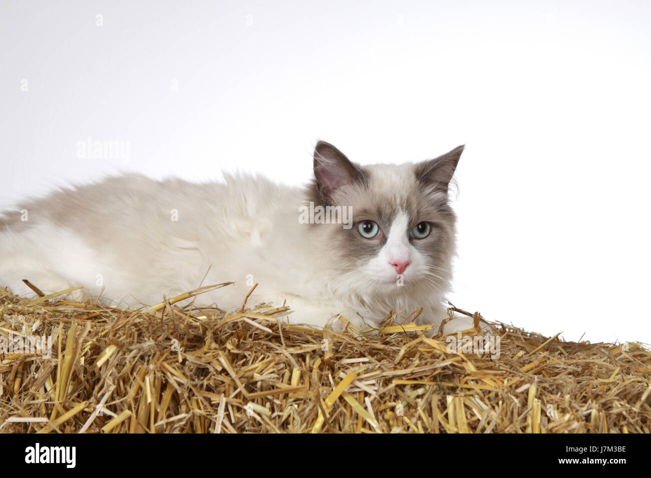 purebred cat ragdoll Stock Photo - Alamy