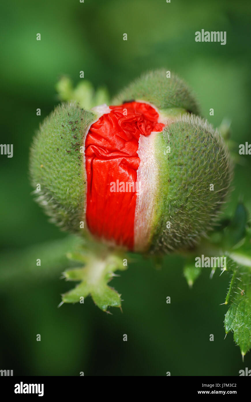 turks luis bloom Stock Photo - Alamy