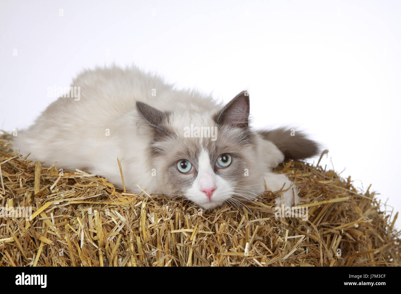 animal pet race breed of cat pussycat cat domestic cat studio ...