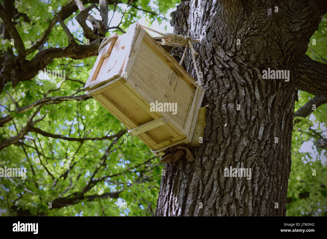 Man made wooden hive up on a old oak tree Stock Photo - Alamy