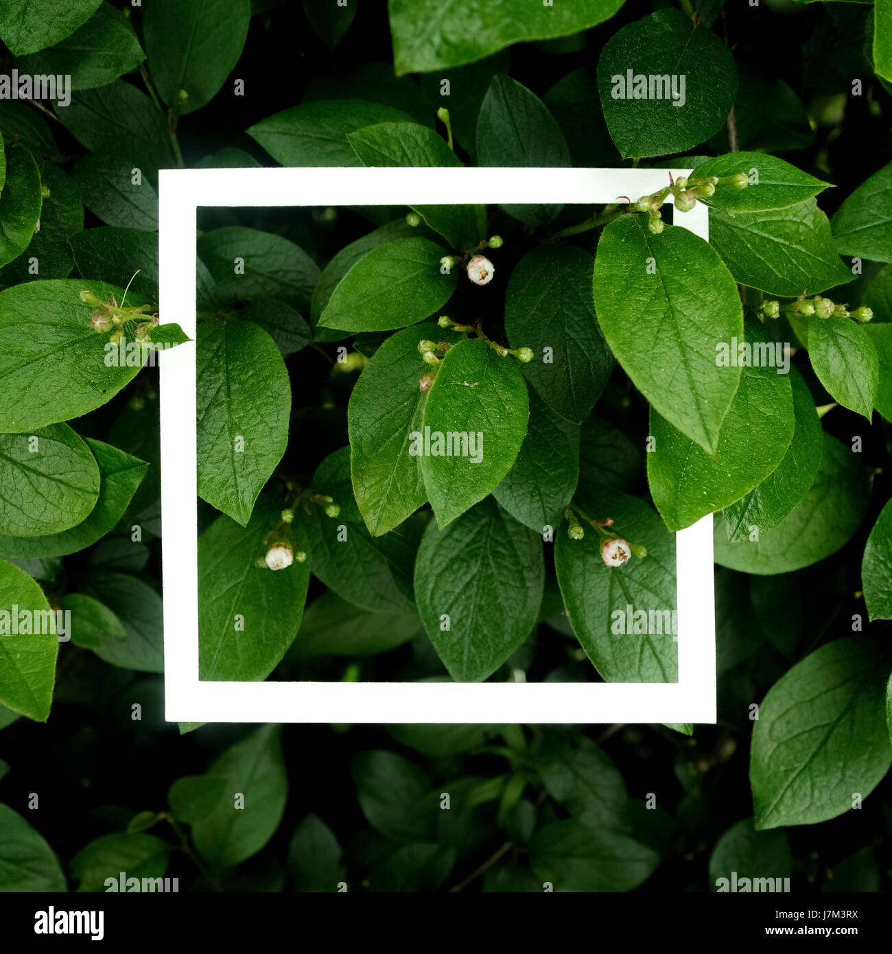 Creative layout made leaves with white paper frame. Flat lay. Nature ...
