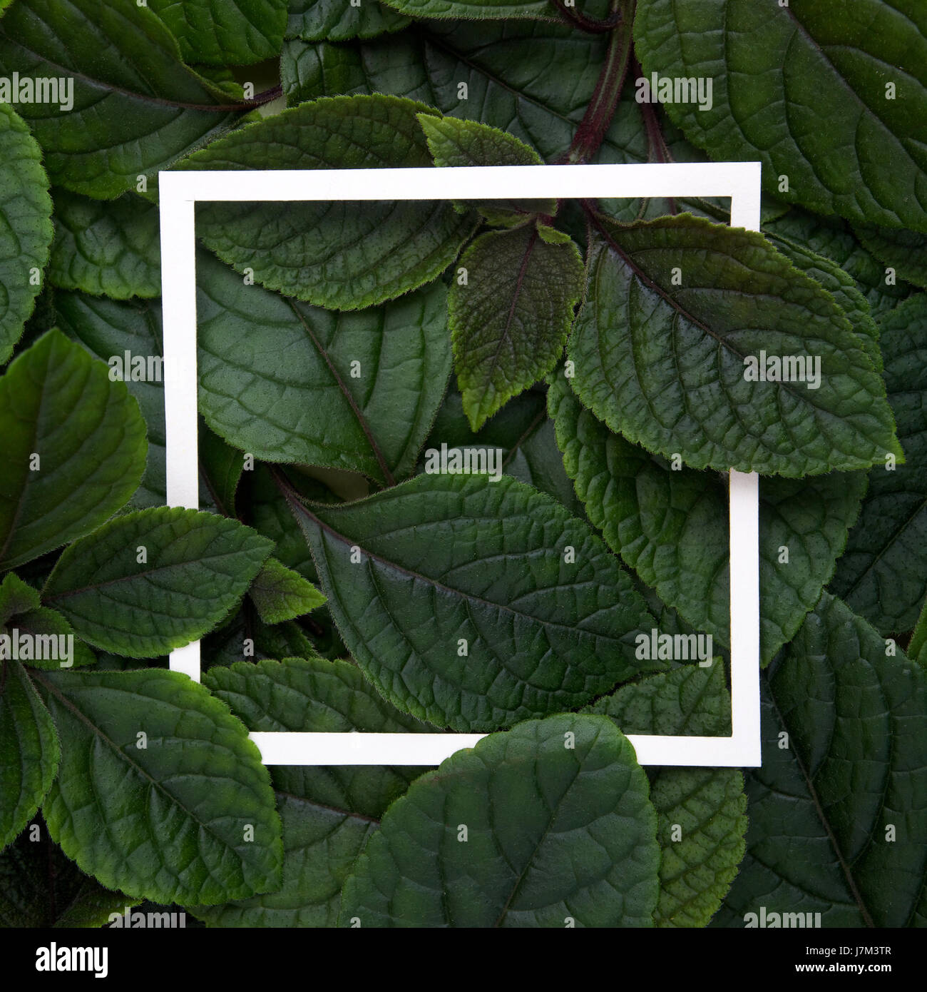 Creative layout made leaves with white paper frame. Flat lay. Nature ...