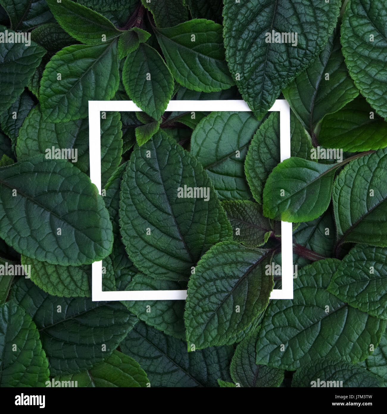 Creative layout made leaves with white paper frame. Flat lay. Nature ...