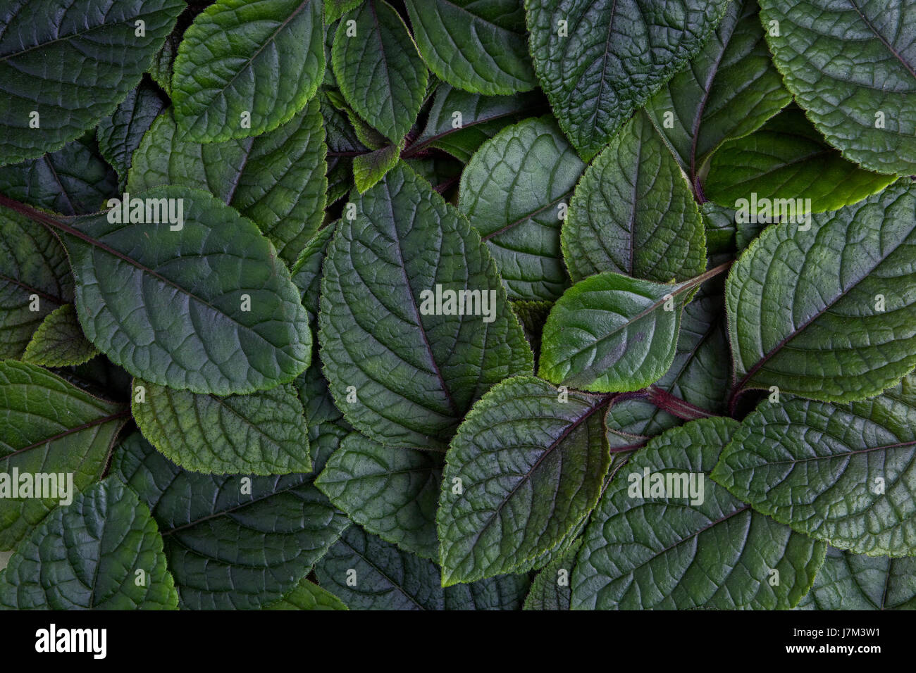 Nature background layout made hi-res stock photography and images - Alamy