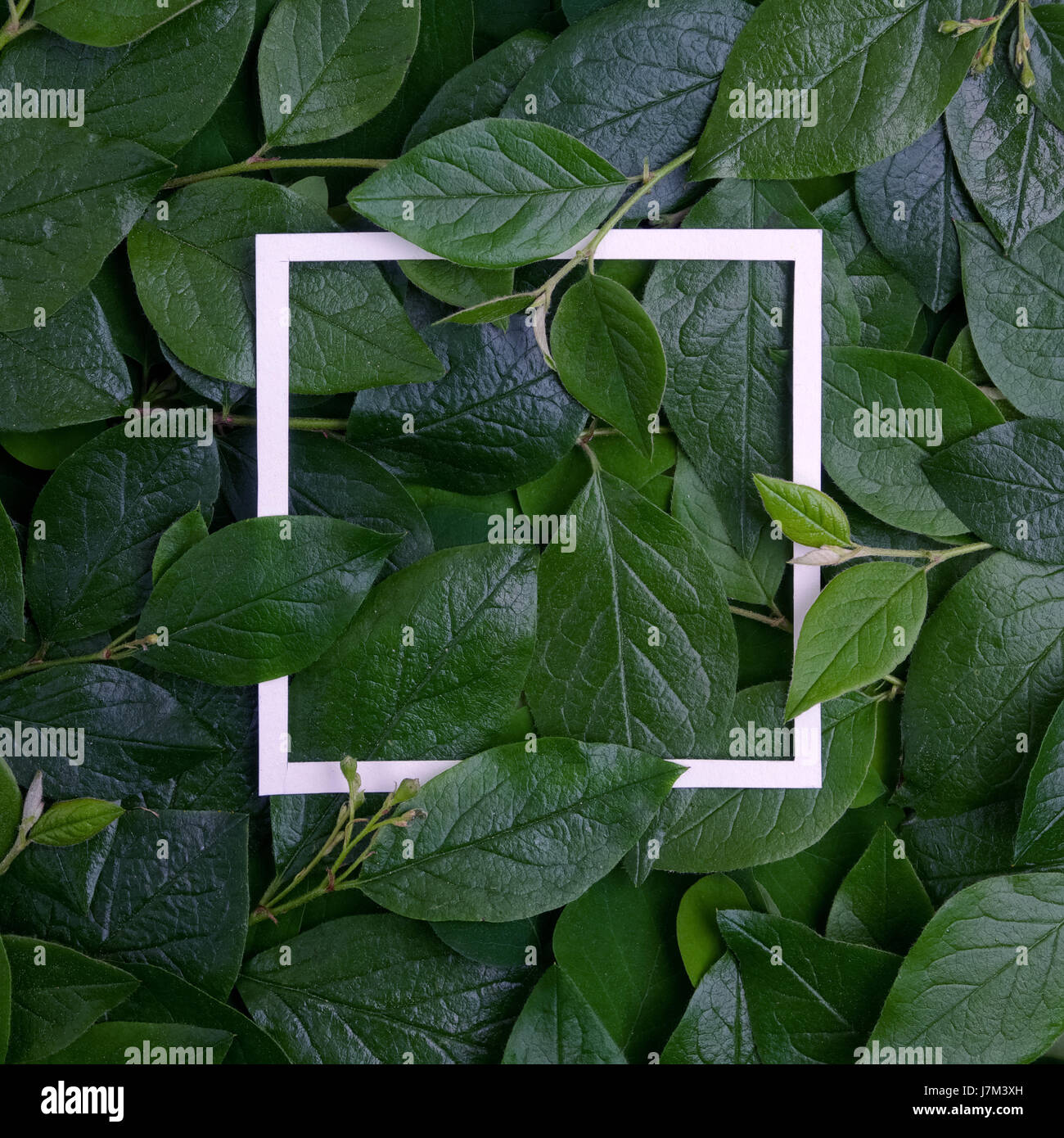 Creative layout made leaves with white paper frame. Flat lay. Nature ...
