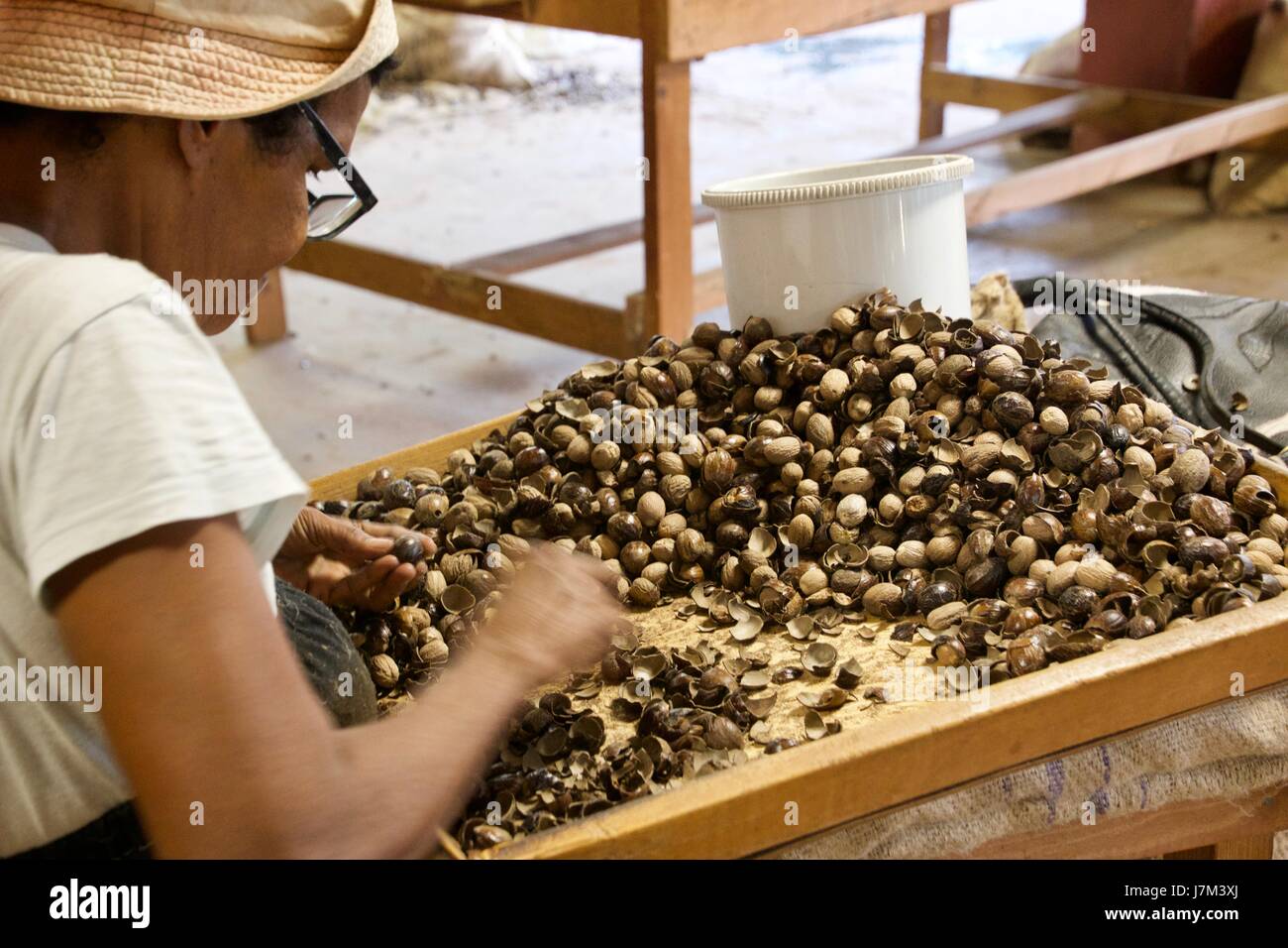 Grenada Cocoa Bean sorting factory Stock Photo - Alamy
