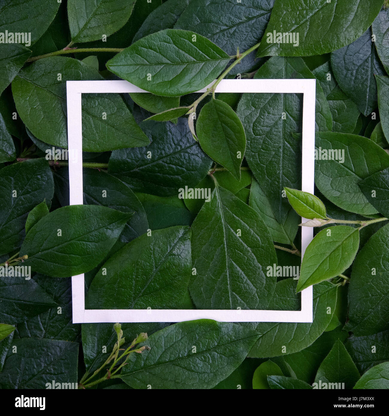 Creative layout made leaves with white paper frame. Flat lay. Nature ...