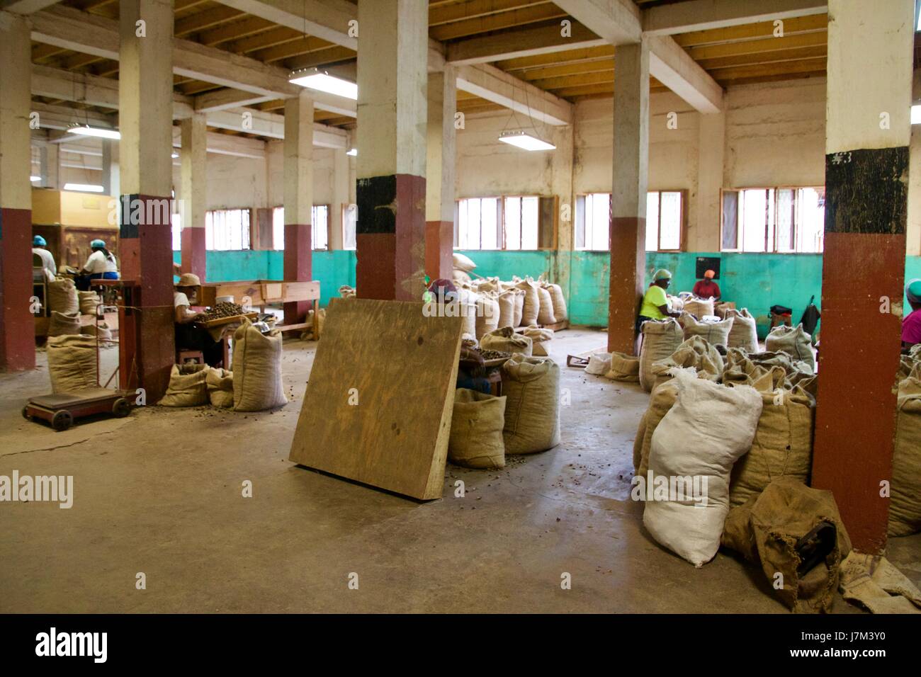 Grenada Cocoa Bean sorting factory Stock Photo - Alamy