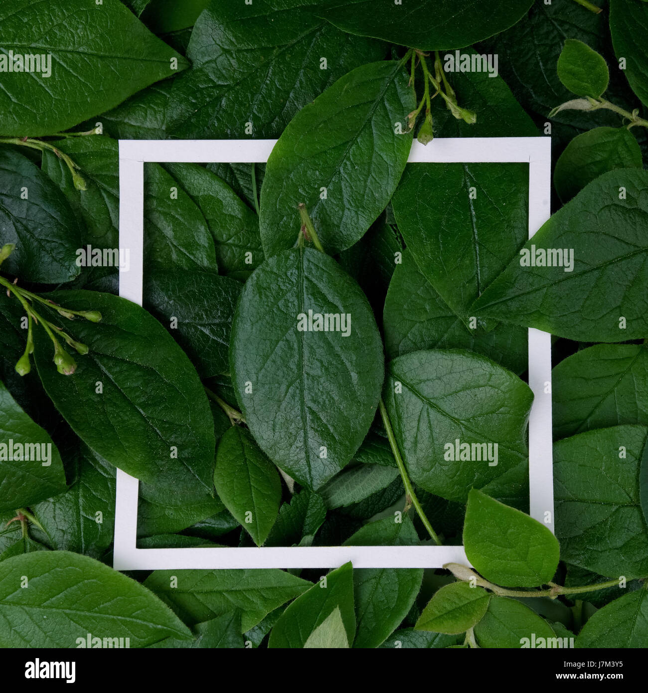 Creative layout made leaves with white paper frame. Flat lay. Nature ...