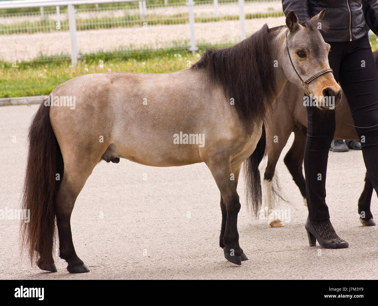 Miniature horse hoof hi-res stock photography and images - Alamy