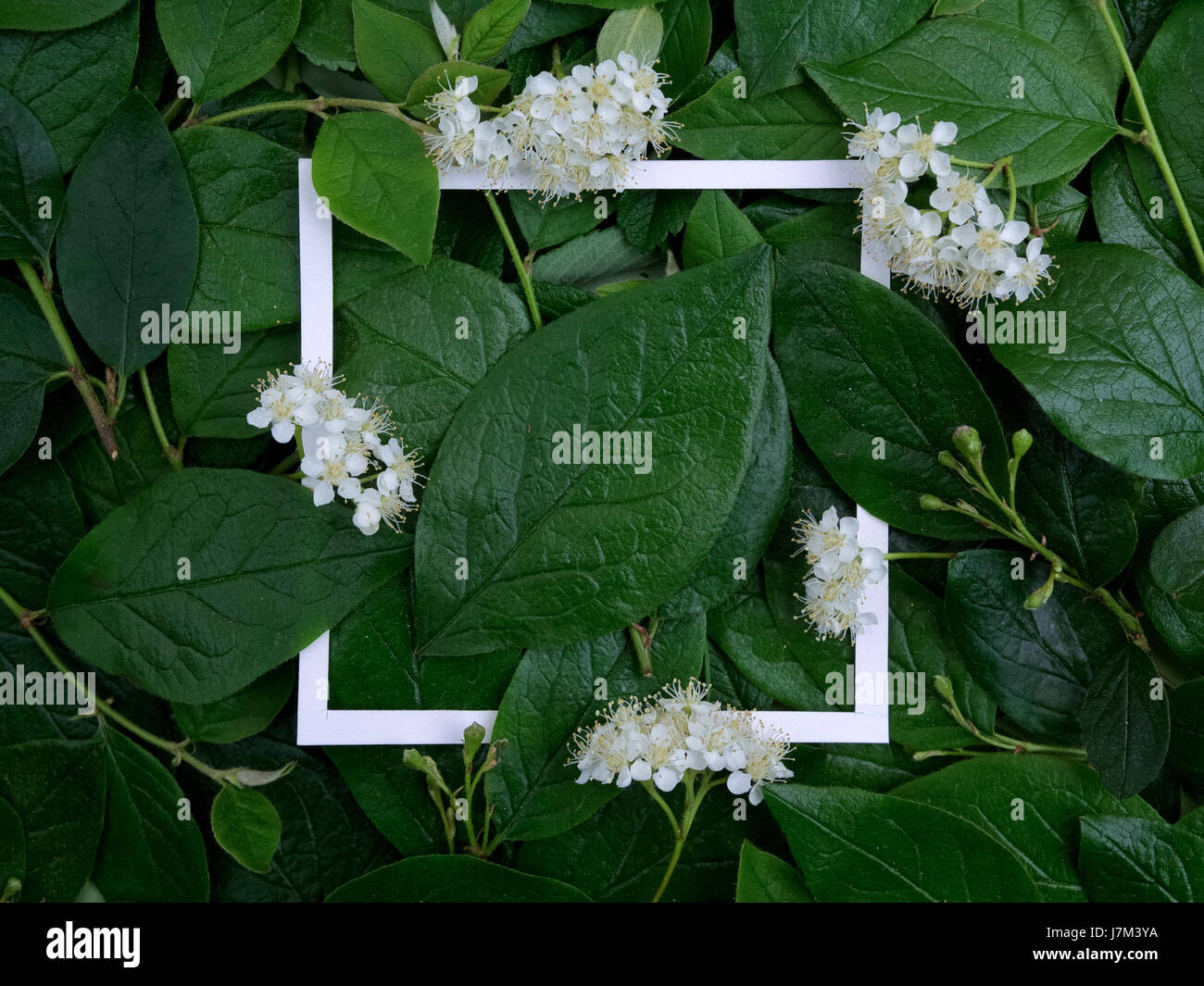 Creative layout made leaves with white paper frame. Flat lay. Nature ...