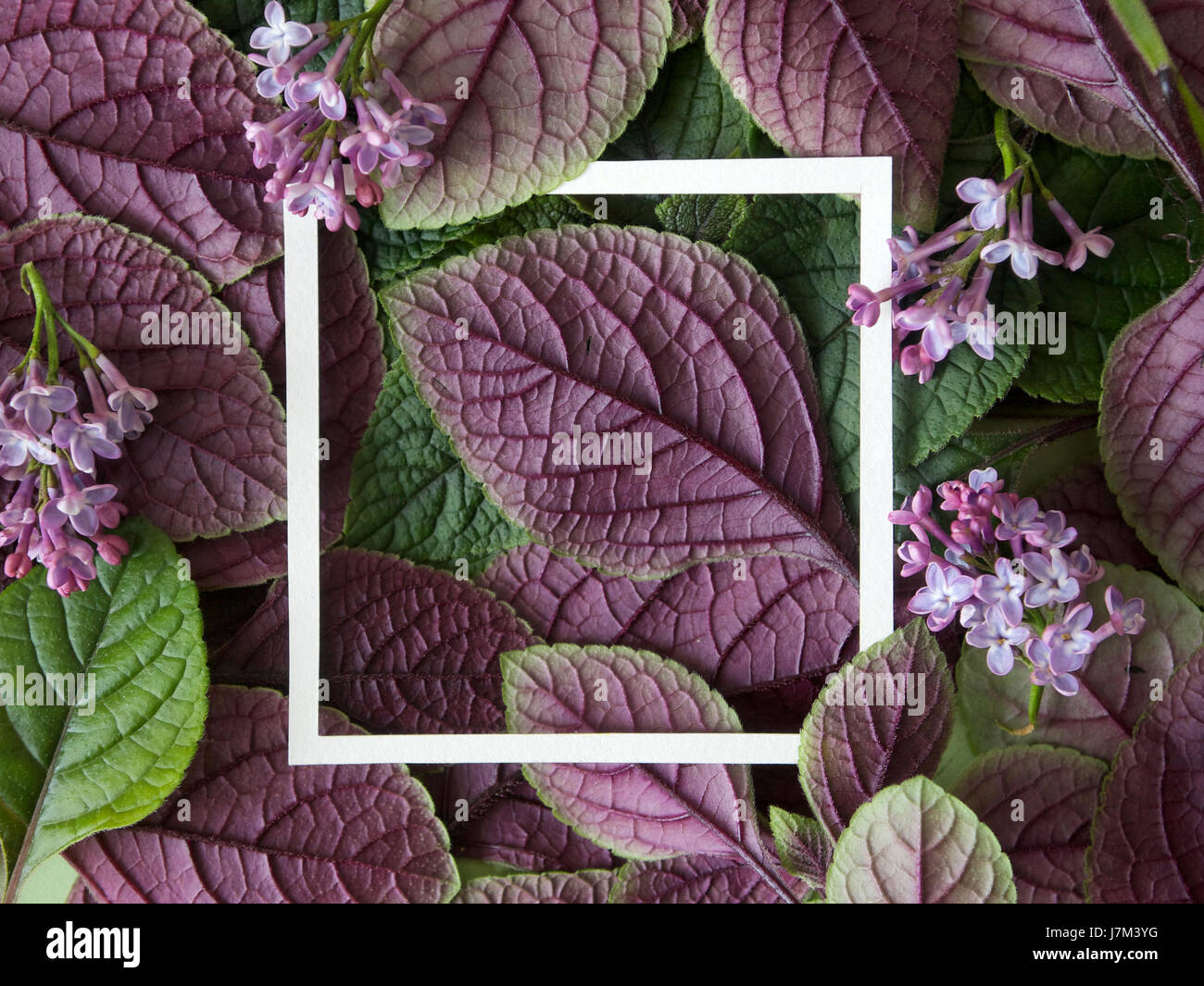 Creative layout made leaves with white paper frame. Flat lay. Nature ...