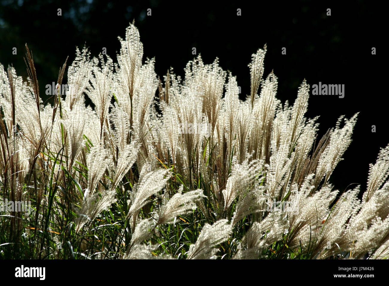 leaf closeup garden field high tall meadow grass lawn green nature ...