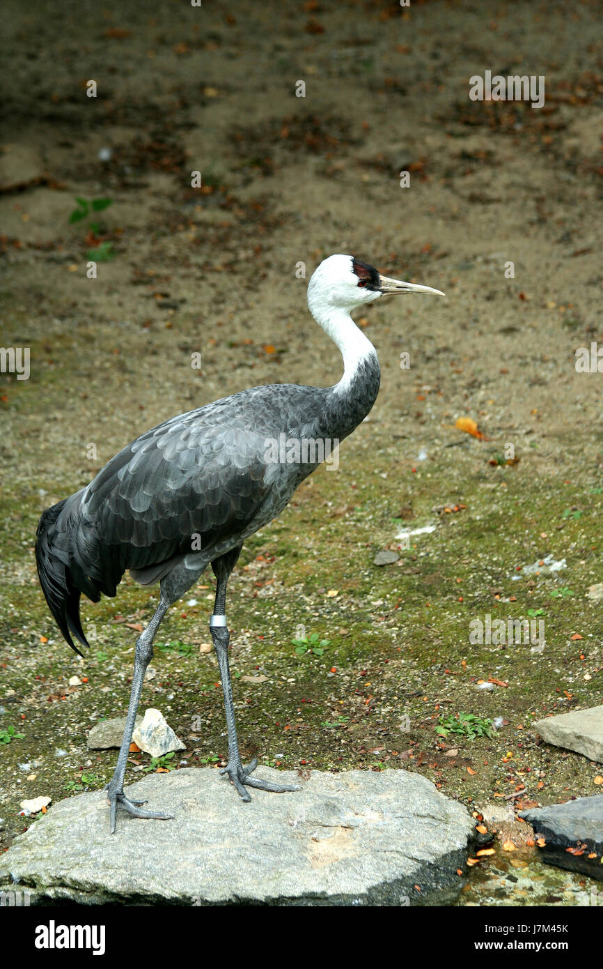 White tall crane hi-res stock photography and images - Alamy