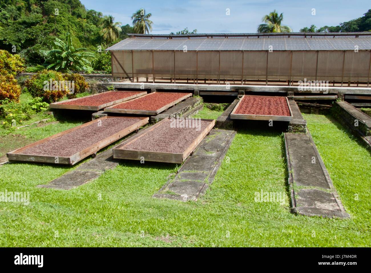 Cocoa drying hi-res stock photography and images - Alamy