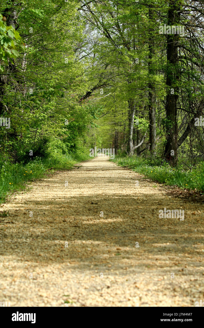 travel tree outdoor woods hiking trail landscape scenery countryside ...