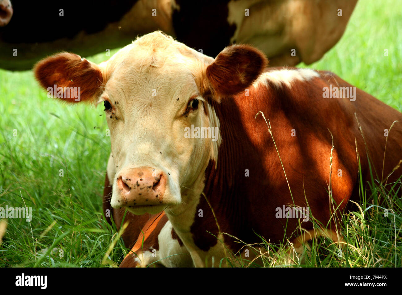 animal mammal agriculture farming cow livestock bovine farm cattle ...