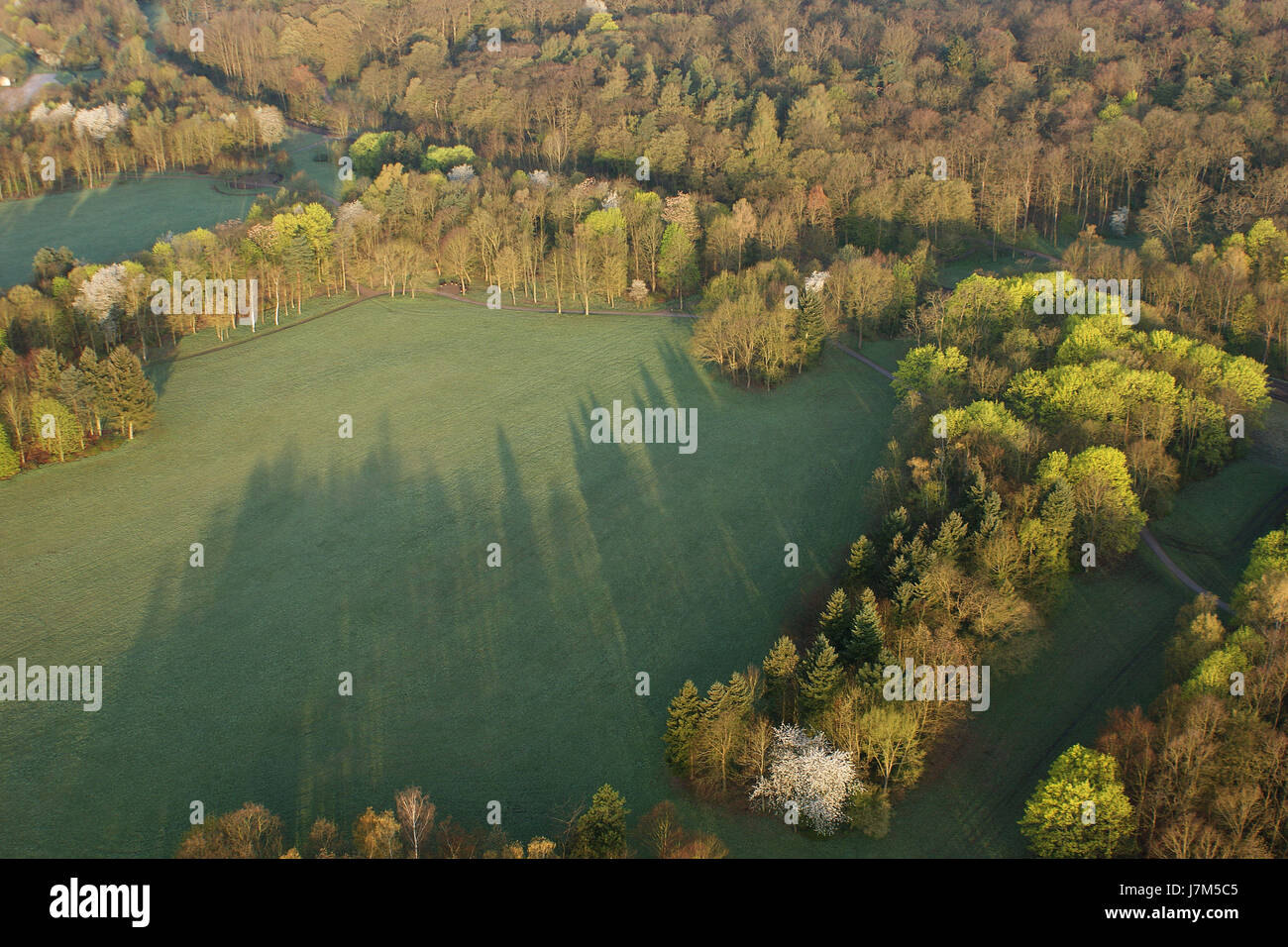 tree trees field spring meadow scenery countryside nature shaddow ...