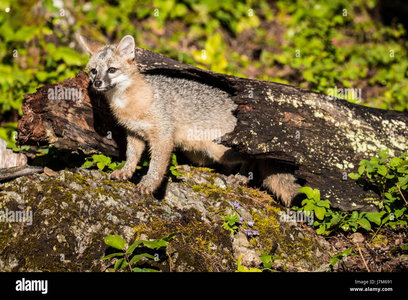 grey fox / Urocyon Cineroargenteus/ Fox / Canid / USA Stock Photo - Alamy