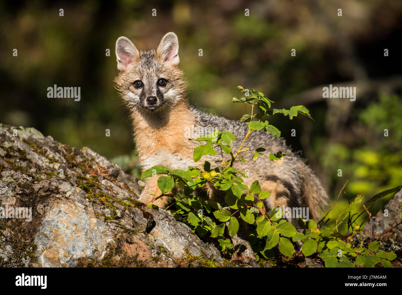 grey fox / Urocyon Cineroargenteus/ Fox / Canid / USA Stock Photo - Alamy