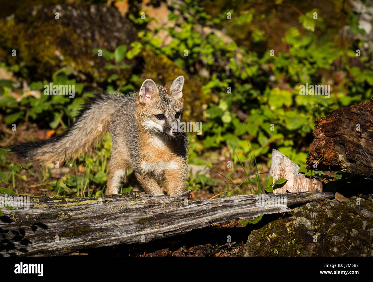 grey fox / Urocyon Cineroargenteus/ Fox / Canid / USA Stock Photo - Alamy