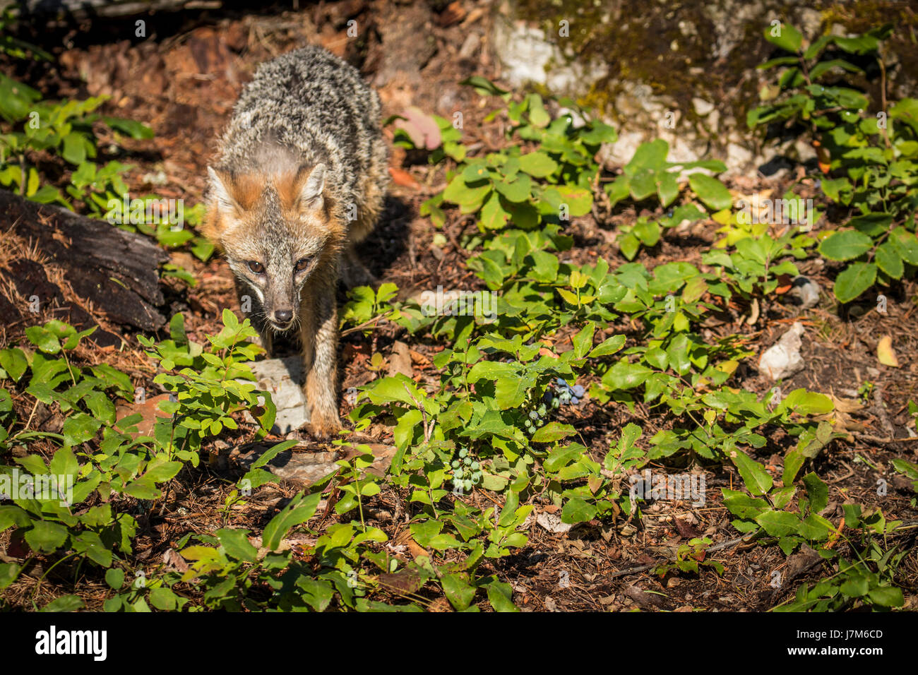 grey fox / Urocyon Cineroargenteus/ Fox / Canid / USA Stock Photo - Alamy