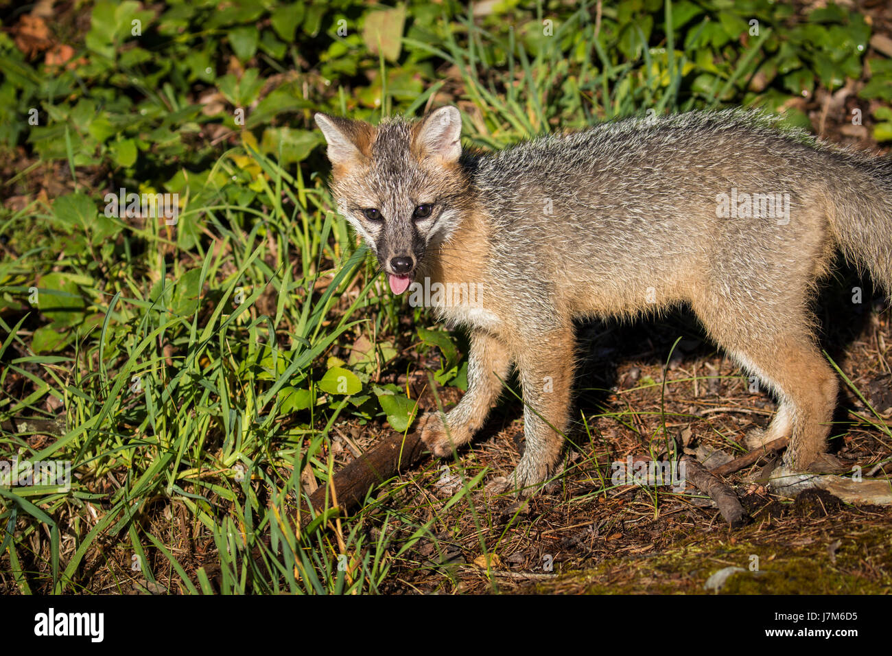 grey fox / Urocyon Cineroargenteus/ Fox / Canid / USA Stock Photo - Alamy