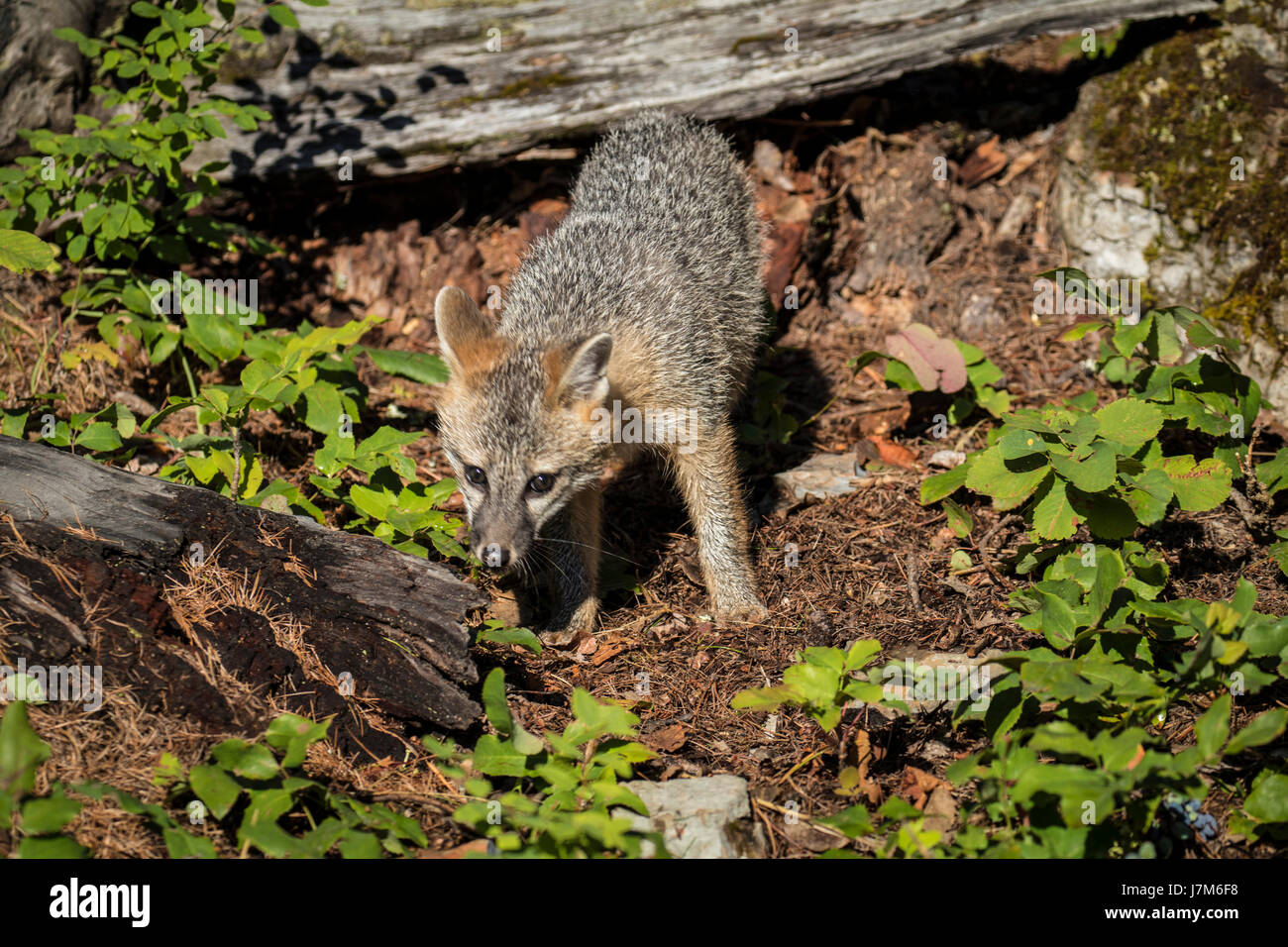 grey fox / Urocyon Cineroargenteus/ Fox / Canid / USA Stock Photo - Alamy