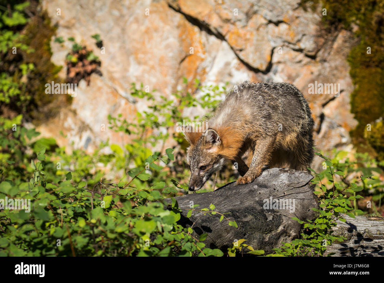 grey fox / Urocyon Cineroargenteus/ Fox / Canid / USA Stock Photo - Alamy