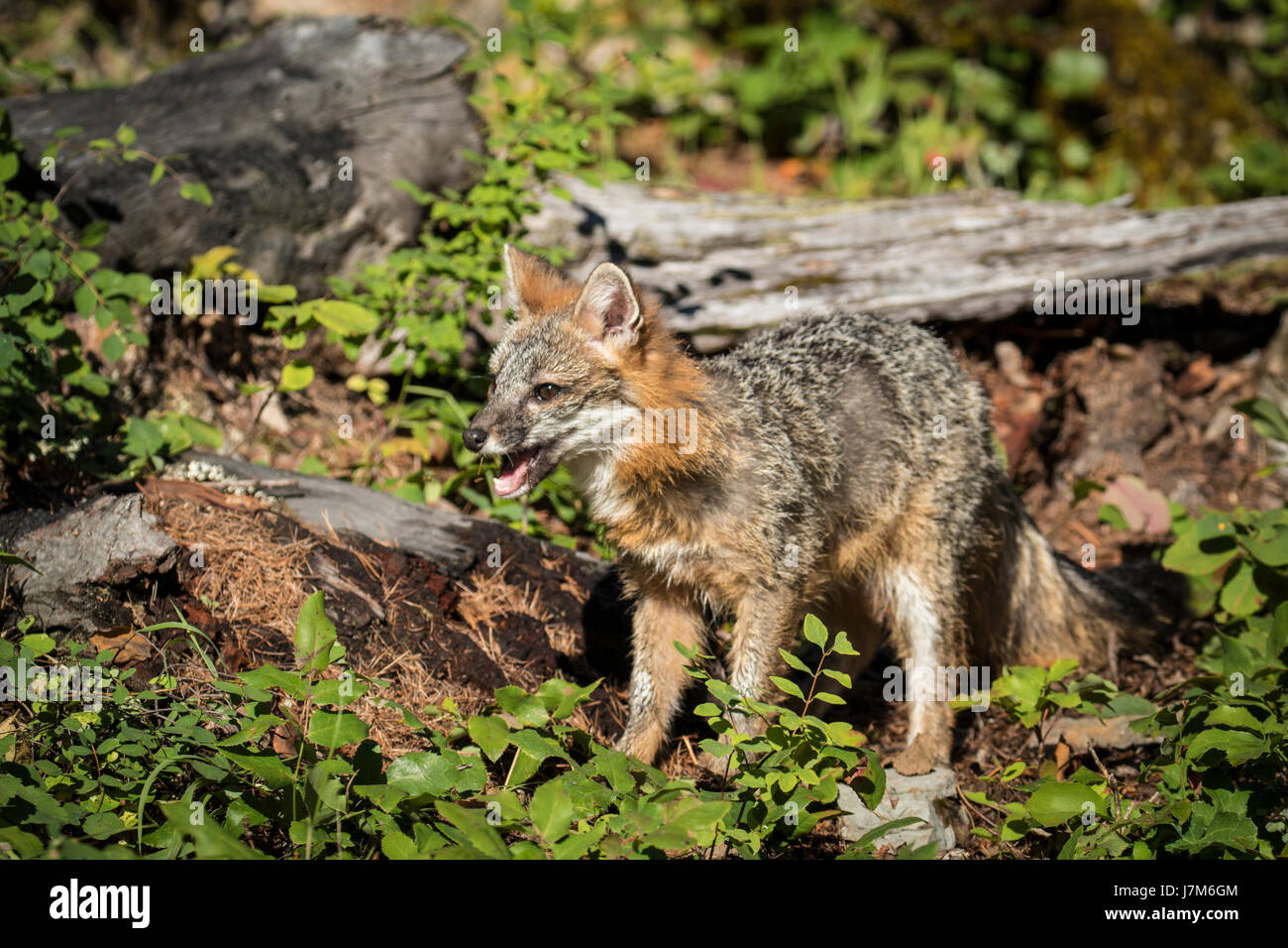 grey fox / Urocyon Cineroargenteus/ Fox / Canid / USA Stock Photo - Alamy