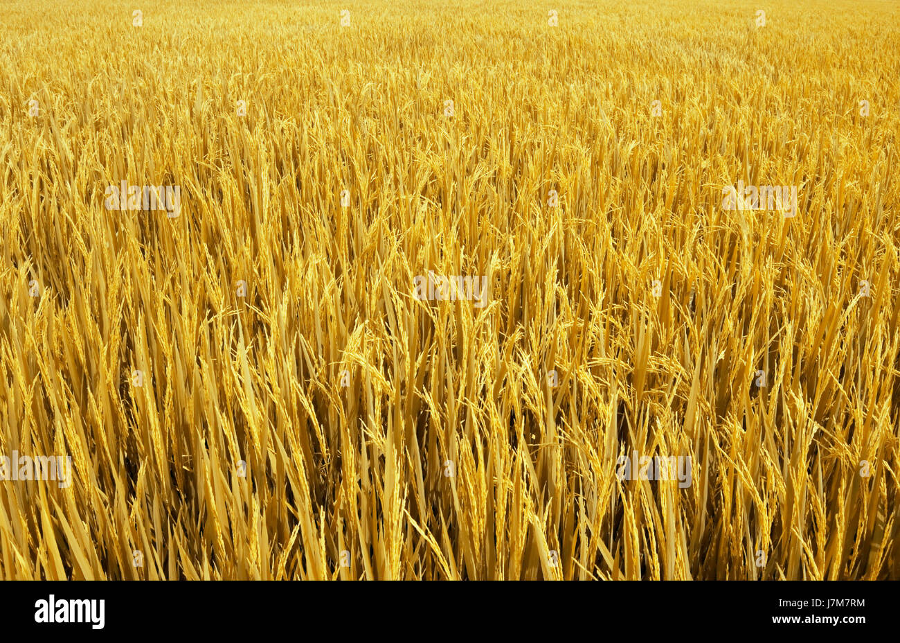 beautiful beauteously nice leaf agricultural detail agriculture farming ...