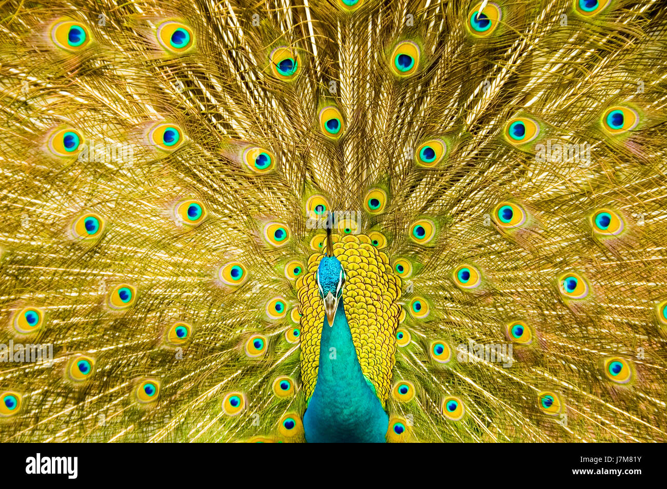 blue beautiful beauteously nice attract animal bird green male ...
