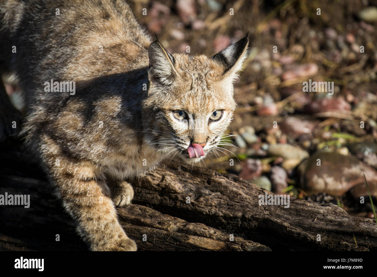 lynx rufus / Bobcat Stock Photo - Alamy