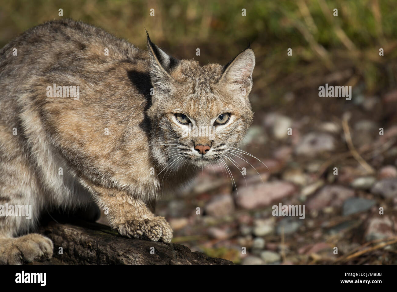lynx rufus / Bobcat Stock Photo - Alamy