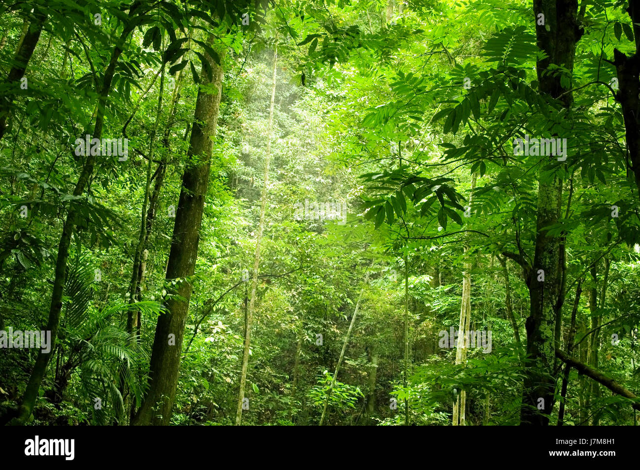 beautiful beauteously nice leaf environment enviroment colour tree park ...