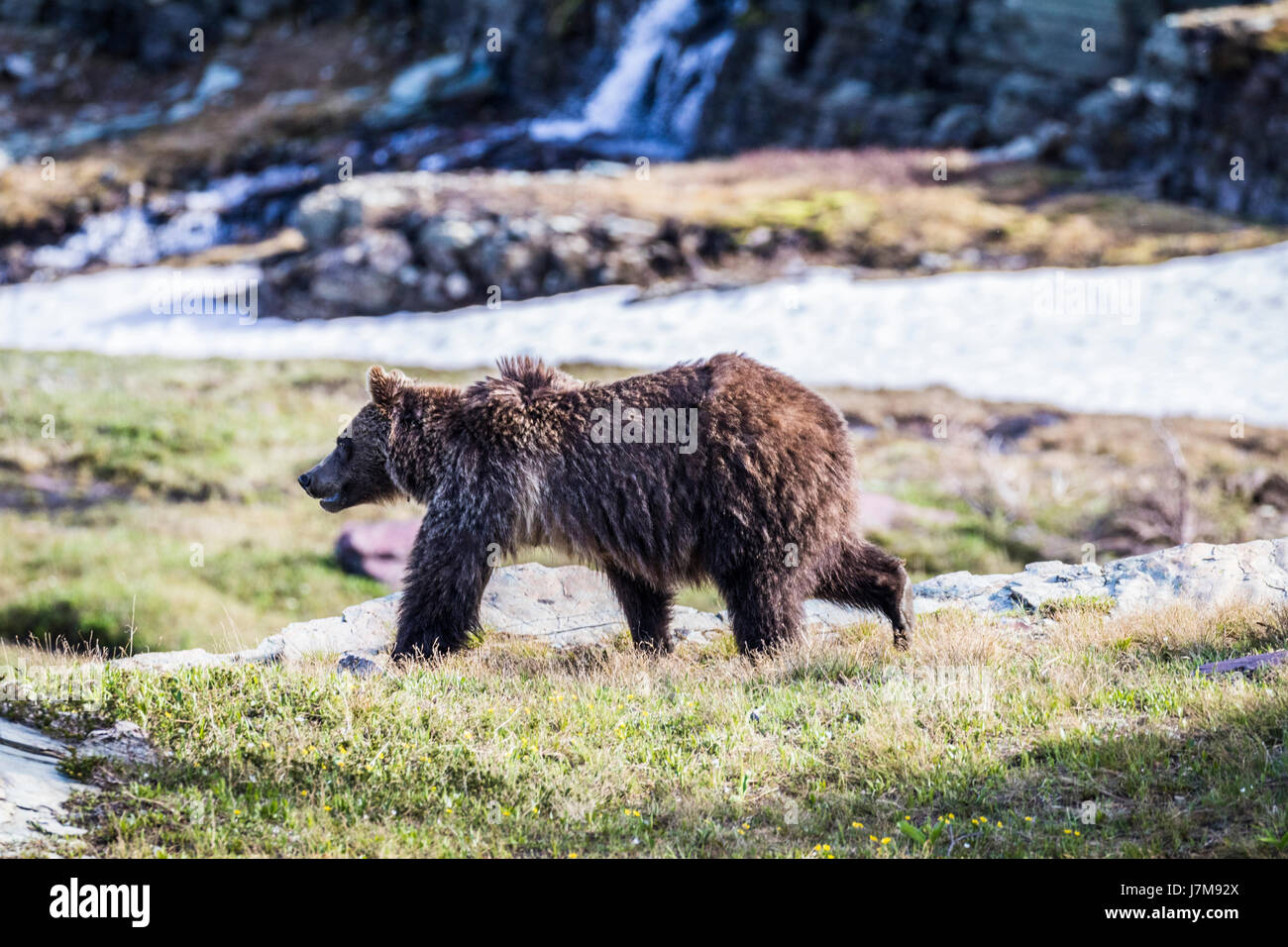 Grizzly Bear Ursus Arctos Brown Bear Predator Claws Bears Cubs Montana ...