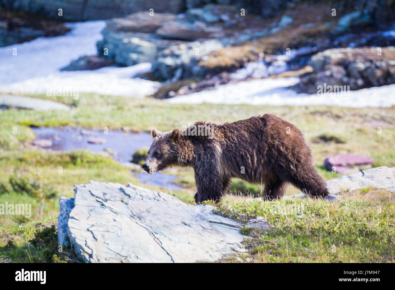 Grizzly Bear Ursus Arctos Brown Bear Predator Claws Bears Cubs Montana ...