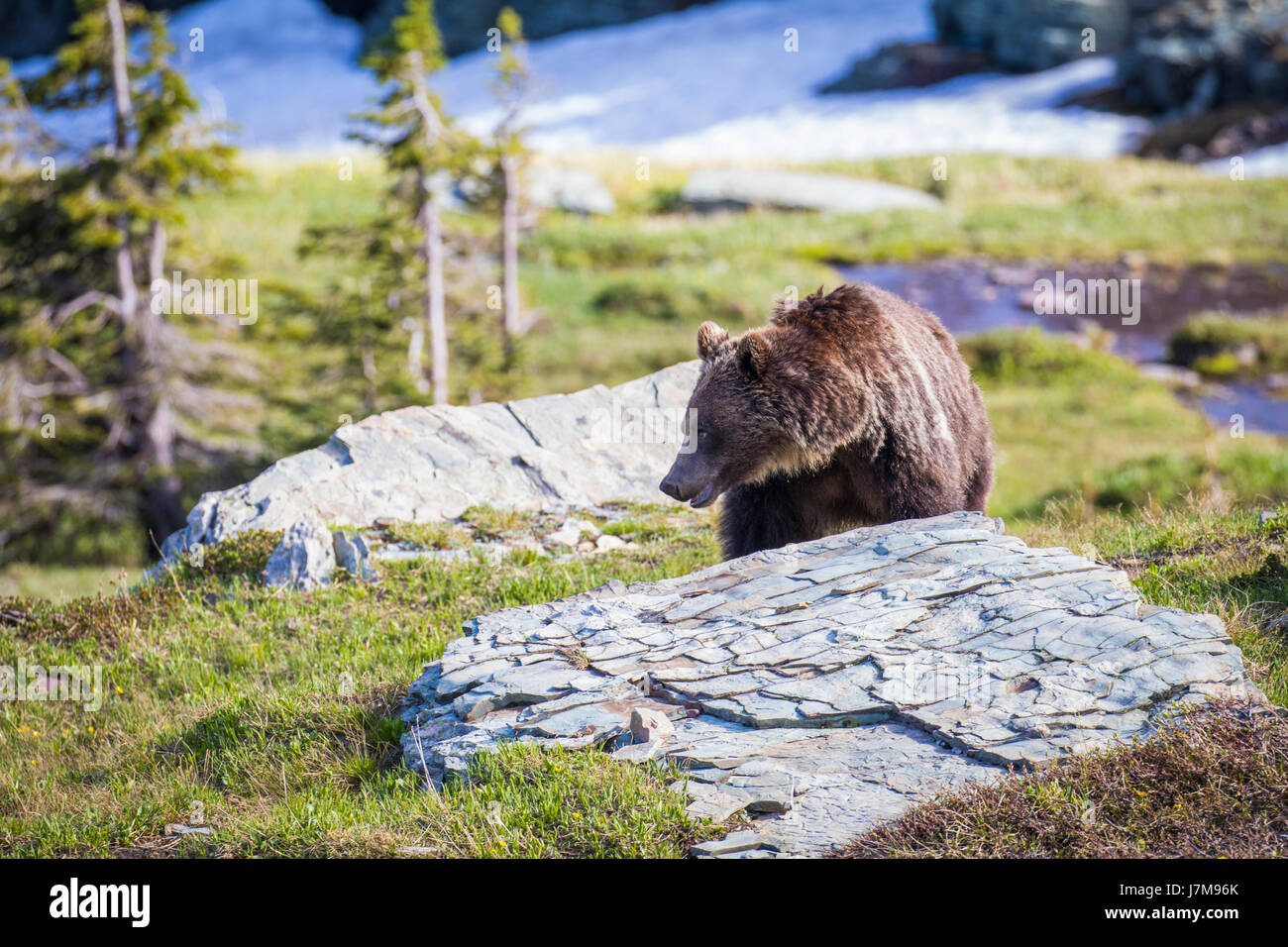 Grizzly Bear Ursus Arctos Brown Bear Predator Claws Bears Cubs Montana ...