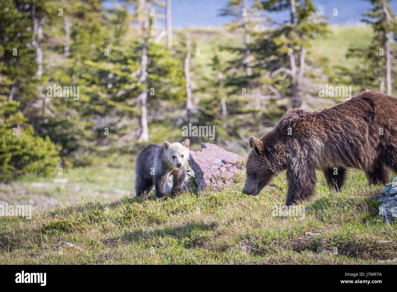 Grizzly Bear Ursus Arctos Brown Bear Predator Claws Bears Cubs Montana ...